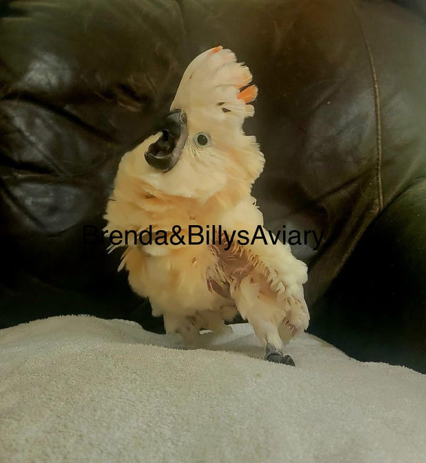 Salmon Crested Cockatoo For Sale