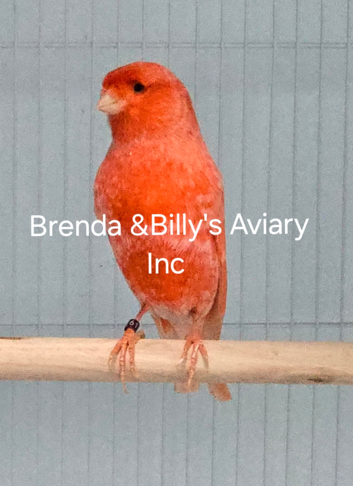 Canaries – Brenda & Billy's Aviary, Inc.®