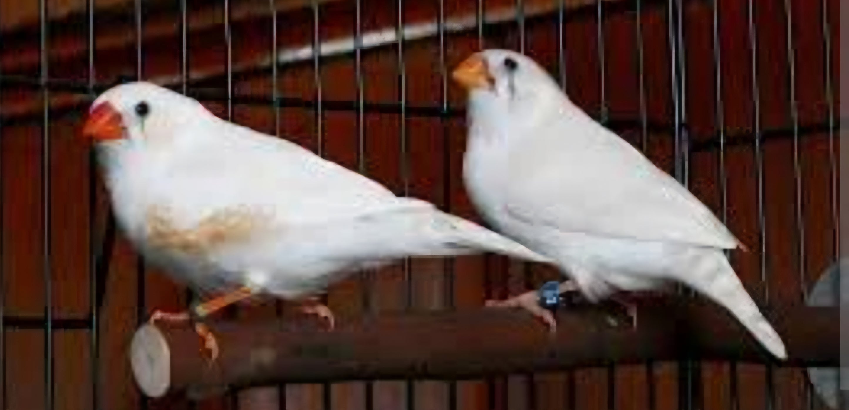 Finch Zebra – Brenda & Billy's Aviary, Inc.®