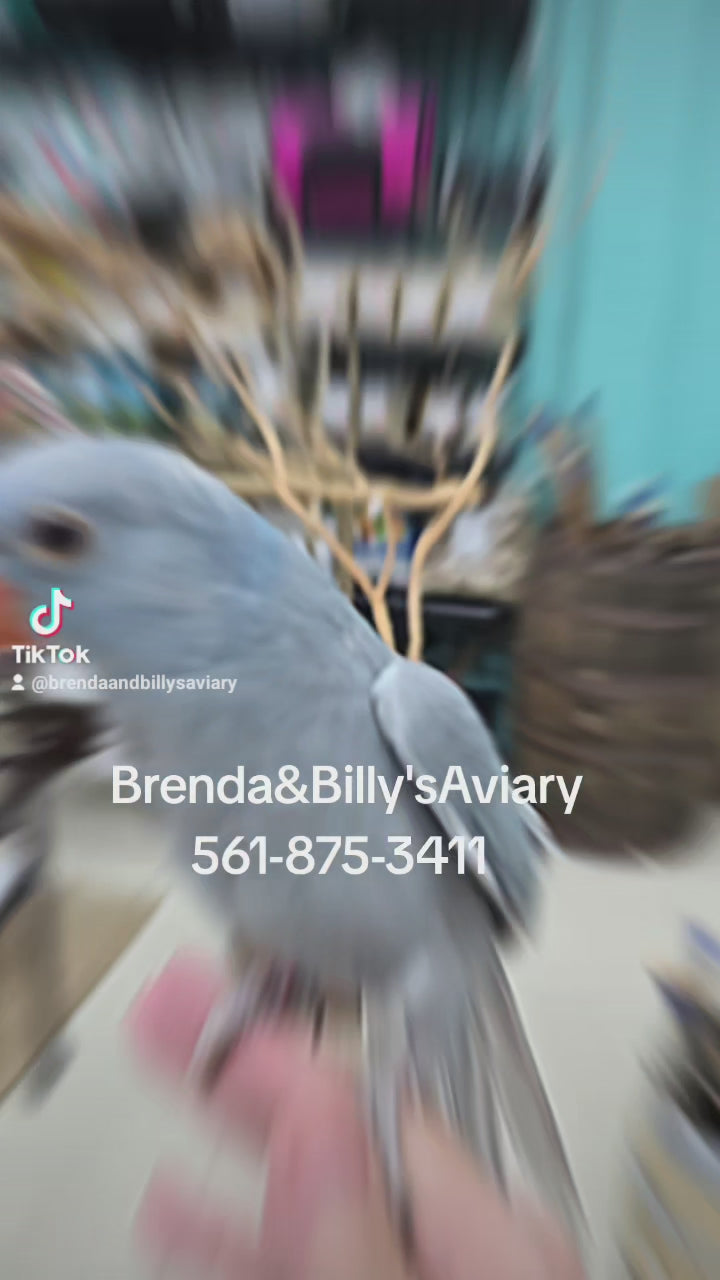 Indian Ringneck Violet Misty aka Chatter-box parrot – Brenda & Billy's ...