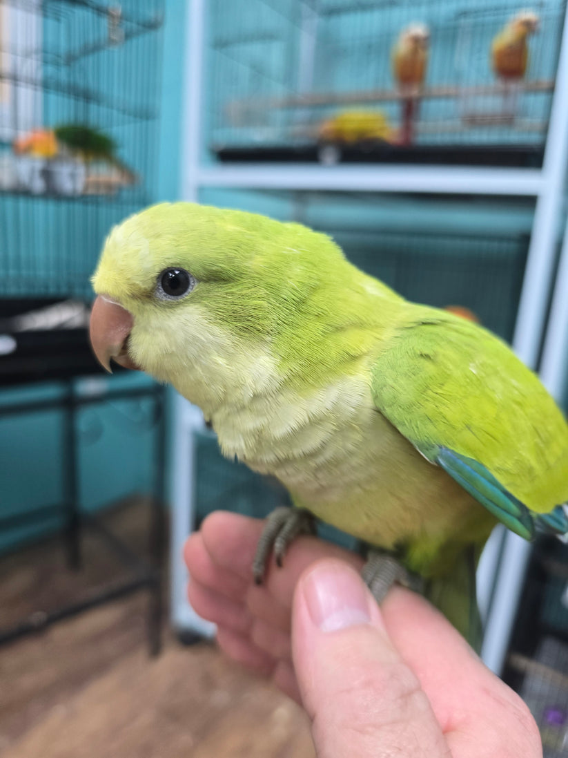 Quaker aka Monk Parakeet Green Pallid – Brenda & Billy's Aviary, Inc.®