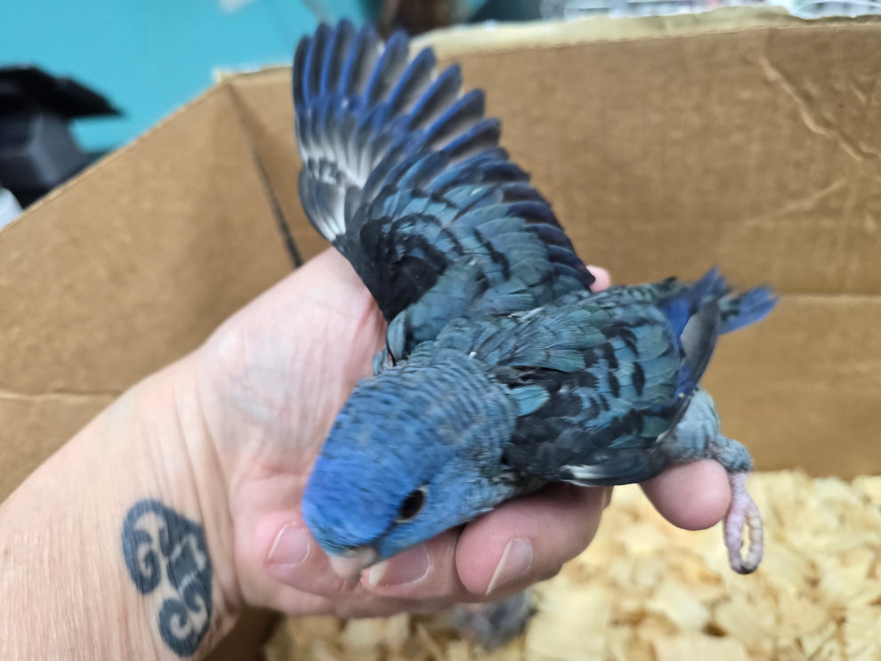 Lineolated Parakeet – Brenda & Billy's Aviary, Inc.®