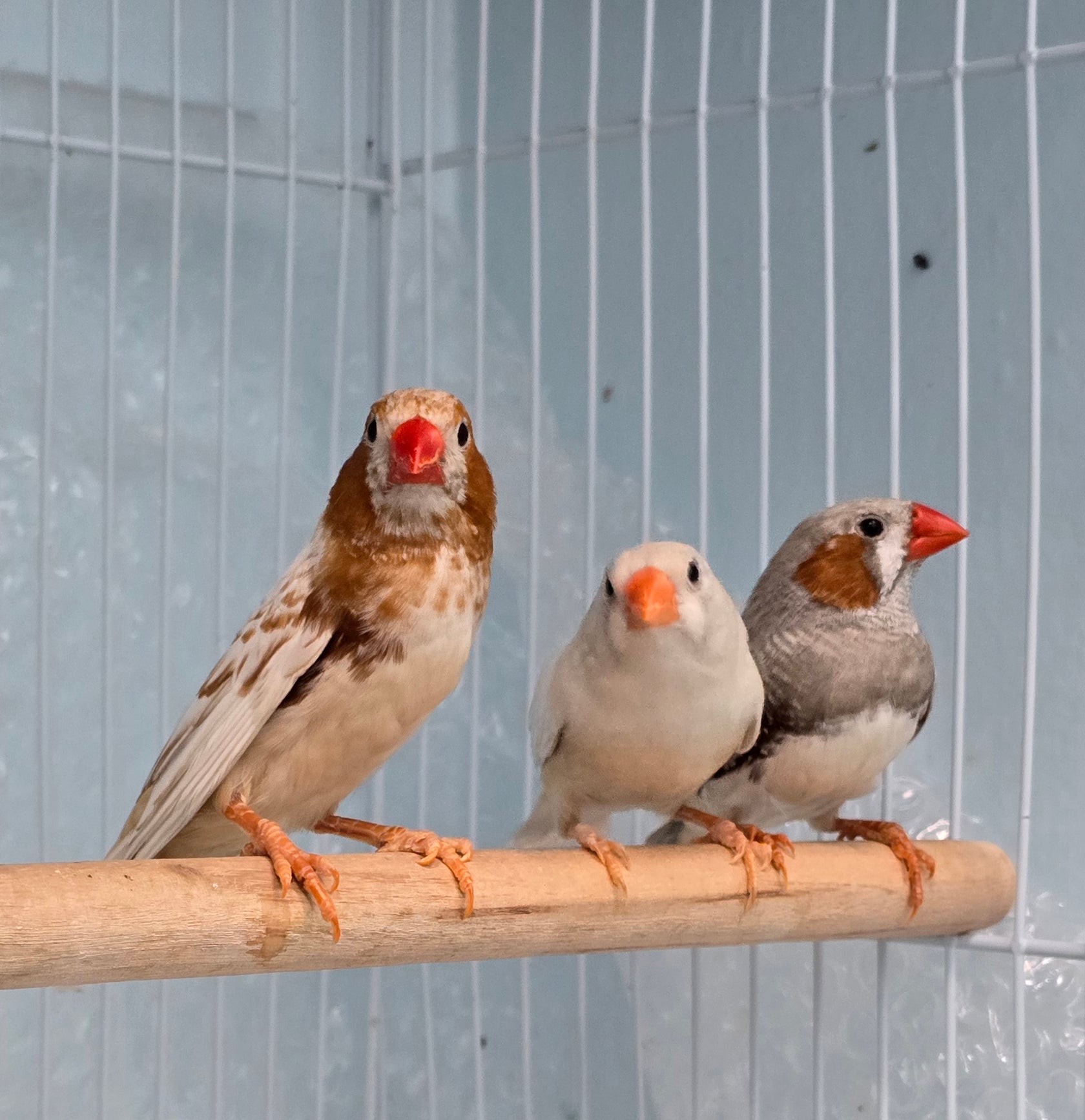 Finch Zebra – Brenda & Billy's Aviary, Inc.®