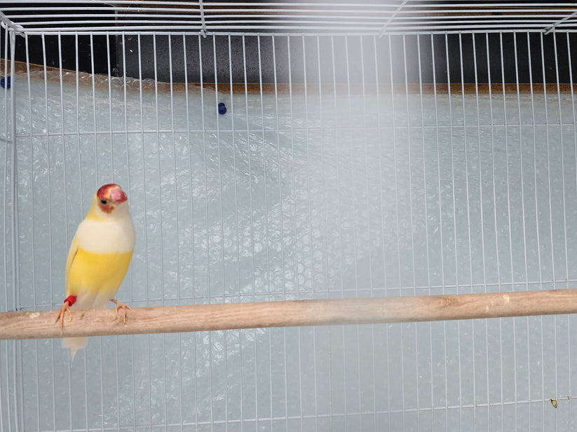 Finch Lady Gouldian – Brenda & Billy's Aviary, Inc.®
