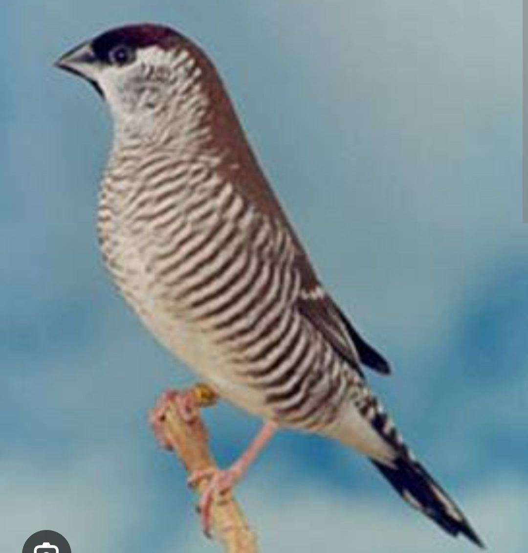 Brenda and Billy's Aviary INC® – Brenda & Billy's Aviary, Inc.®