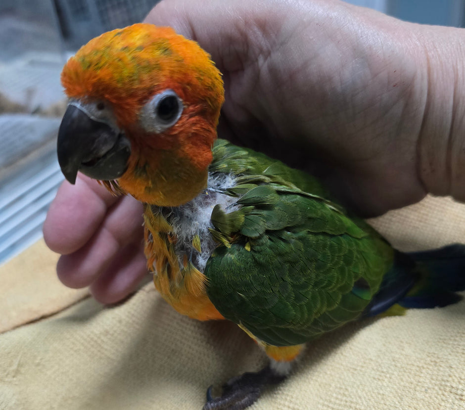 Brenda and Billy's Aviary INC® – Brenda & Billy's Aviary, Inc.®