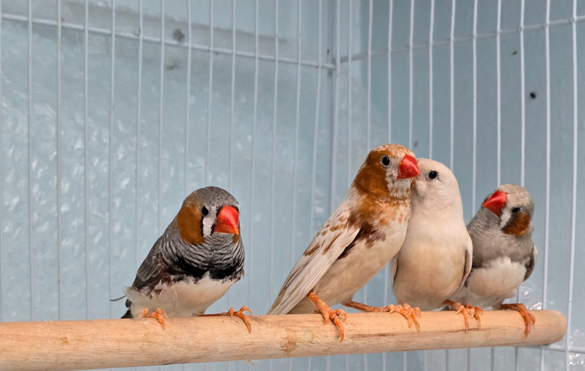 Finch Zebra – Brenda & Billy's Aviary, Inc.®