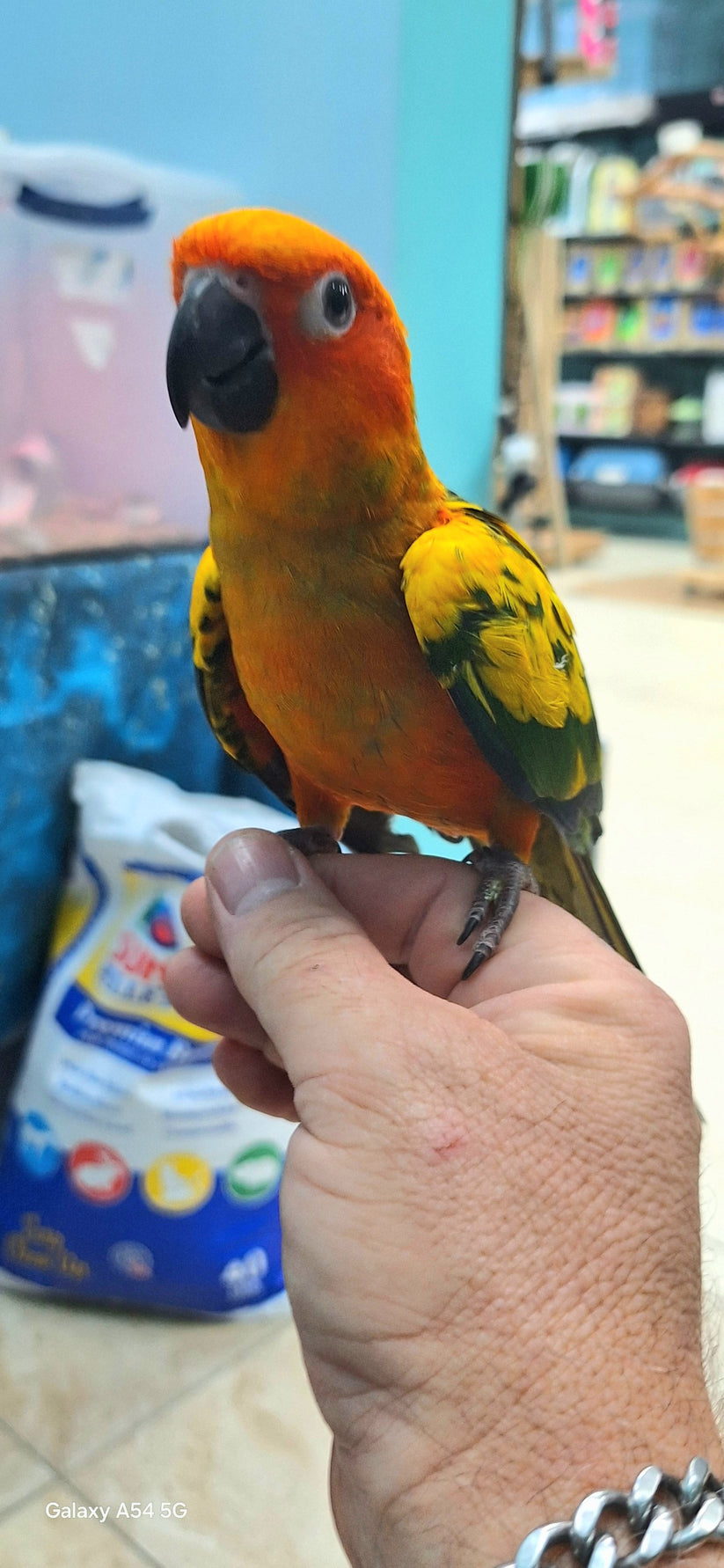 Conure Sun Normal – Brenda & Billy's Aviary, Inc.®