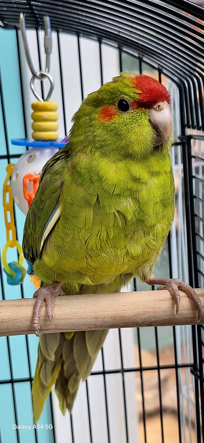 Kakariki Parakeet – Brenda & Billy's Aviary, Inc.®